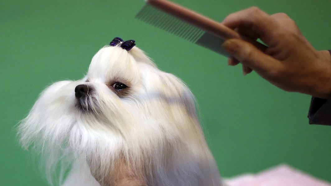 Small dog breeds that fit your life