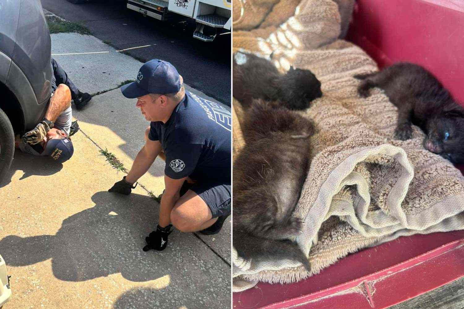 3 tiny kittens pulled from exhaust pipe in 'unexpected and adorable' rescue