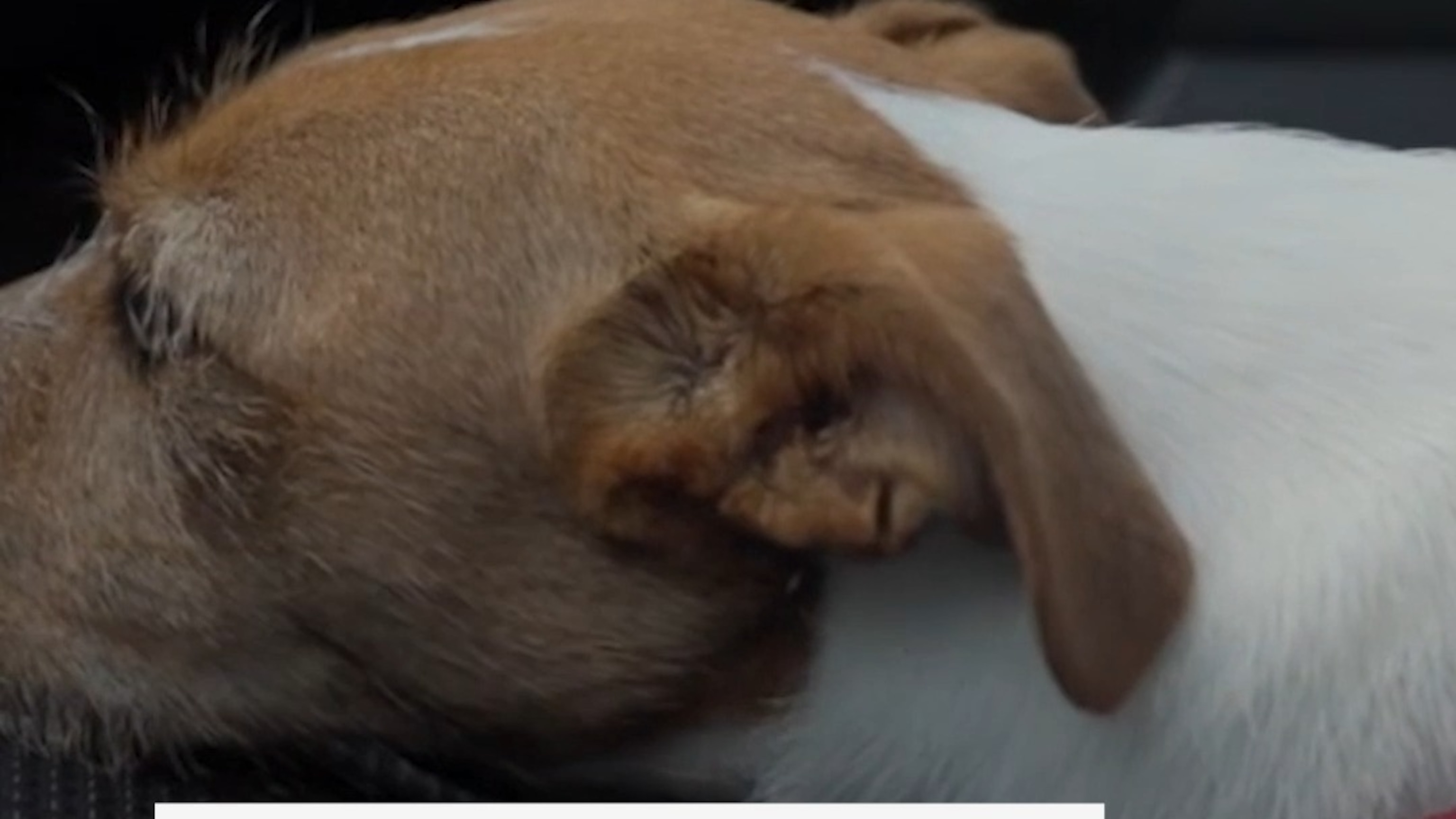 Dog sets off shotgun, shooting woman in the arm