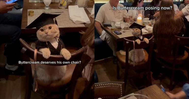 Well-behaved cat goes viral for attending a graduation party