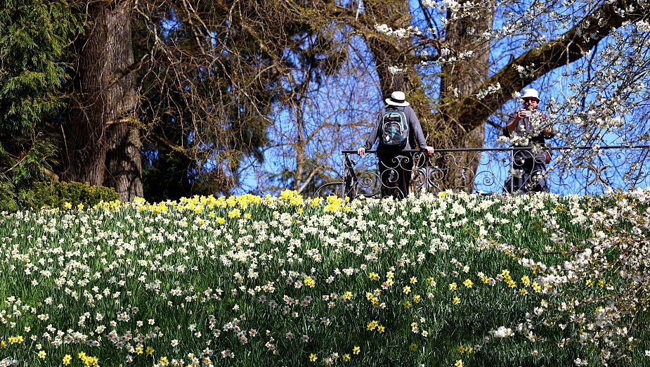 Daffodil secrets every gardener should know