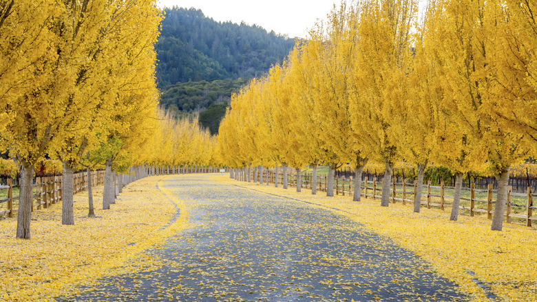 If your garden stinks, these plants might be the reason