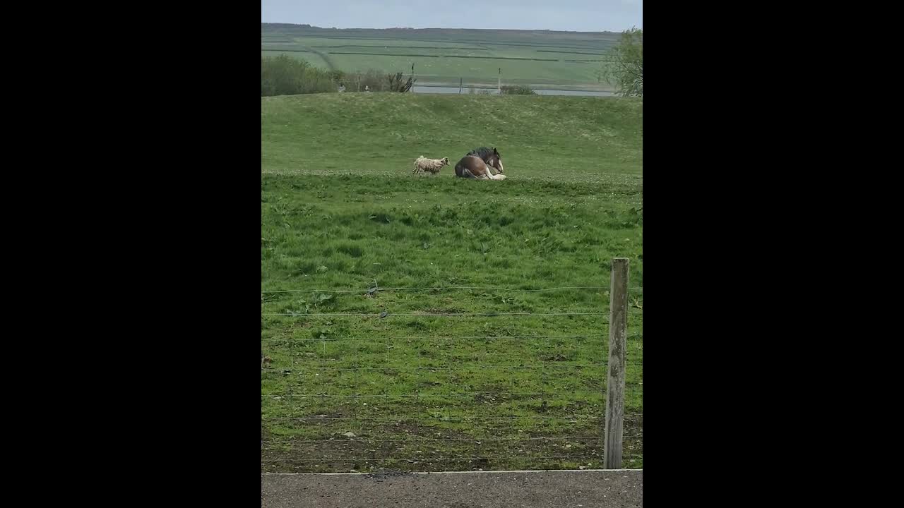 Sheep playfully bumps resting Clydesdale horse in Watten, Scotland, UK