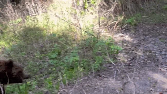 Hikers dodge grizzly bears charging down trail