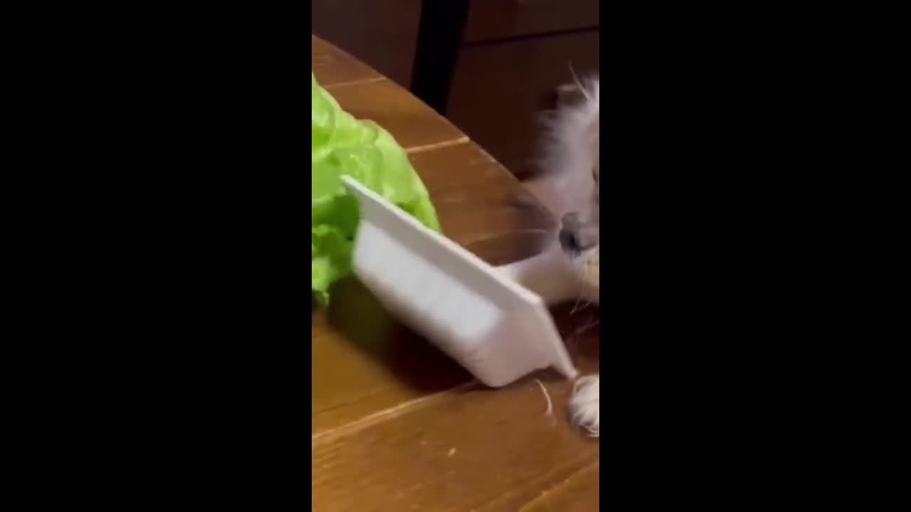 Cheeky dog steals and eats natto from table