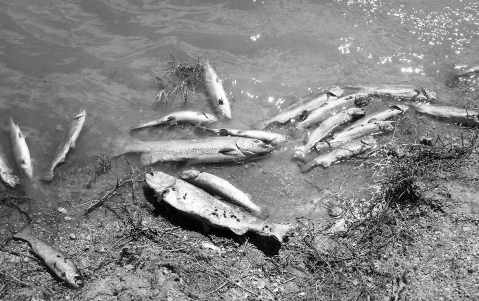 E coli spike and fish kill hit Chattahoochee River