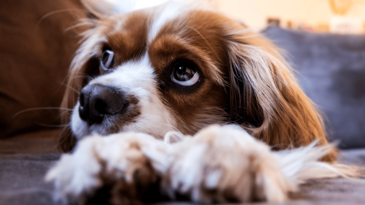 The ultimate cuddle buddies: 7 lapdogs that officially have no concept ...