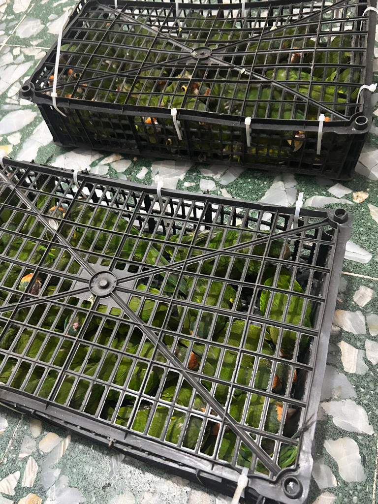Profepa rescata a 68 ejemplares de pericos y loros en Michoacán y ...