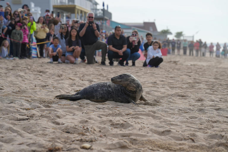 Video: Mystic Aquarium releases ‘Cannoli’ the seal back into ocean ...