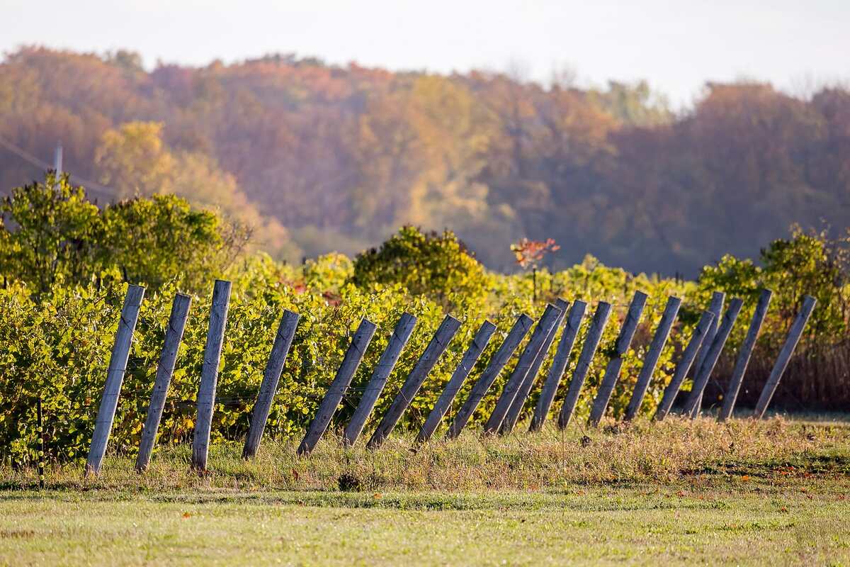 A journey through Texas Hill Country: The sustainable vineyards you ...