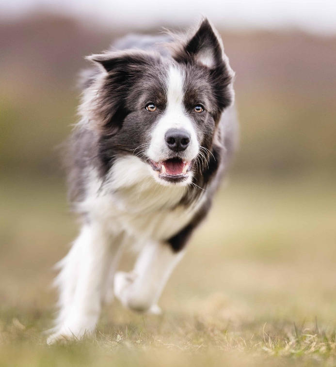 How to train your dog to come running every single time you call