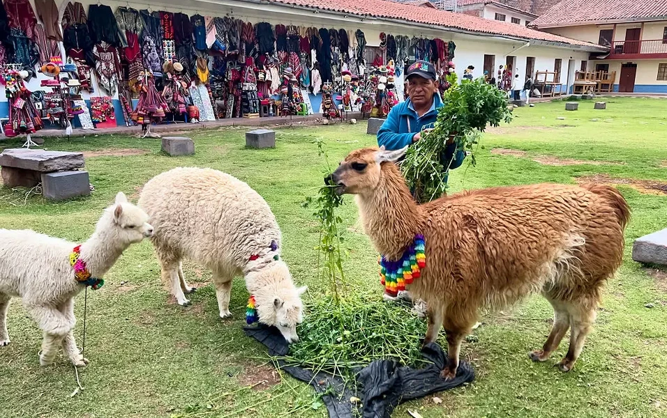Llamas vs alpacas: More than just cute faces