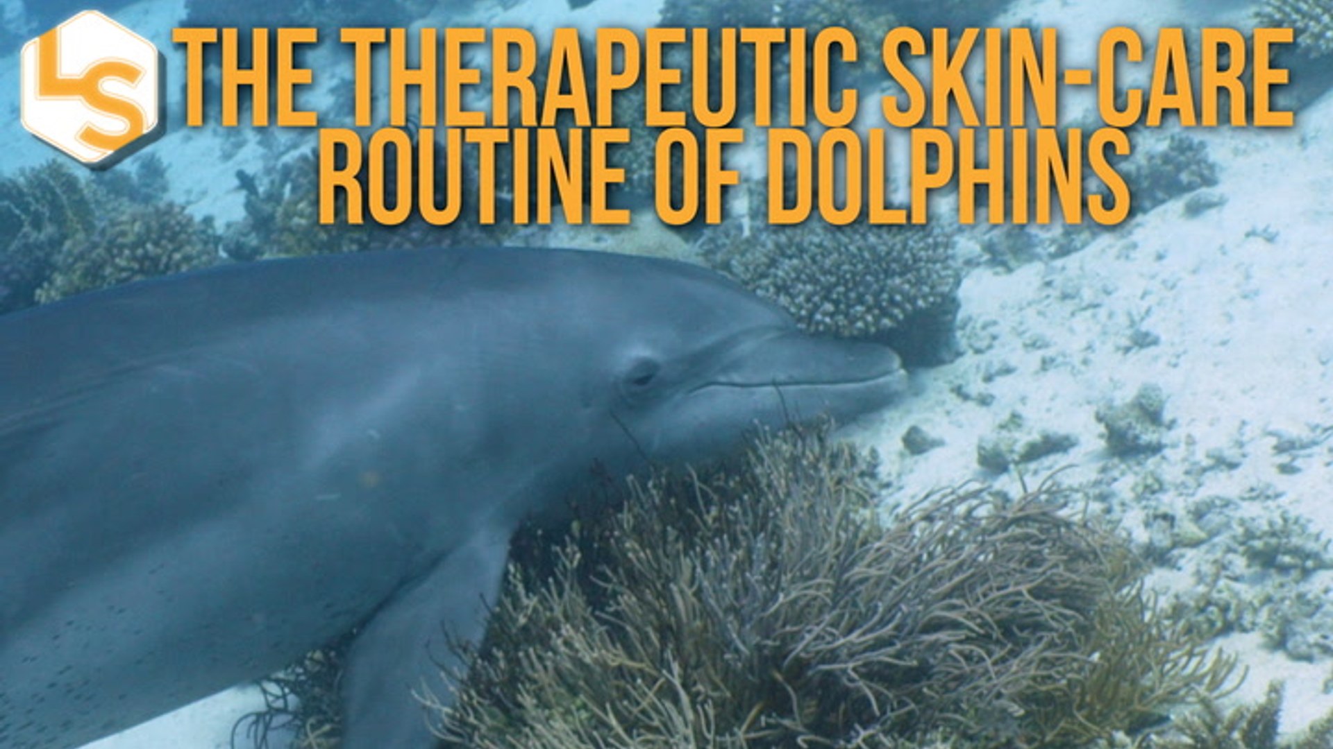 The secret of dolphin skincare: Medicated coral mucus