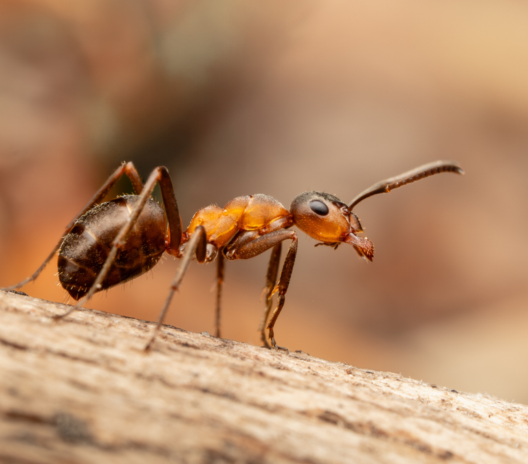 'There are ants in my loo!' Why ant infestations are surging this ...