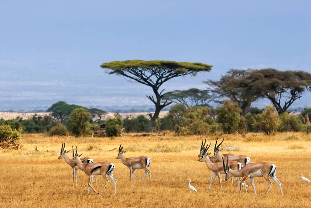 Safari bookings among US travelers have surged, and what they want has ...