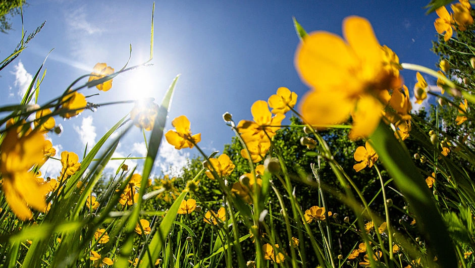 How to make yellow your happy home color
