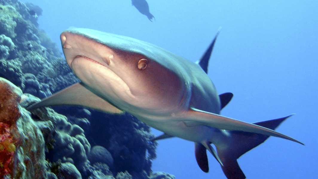 Two shark deaths in eight days spark calls for cull