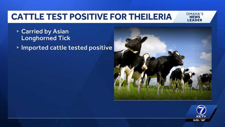 Imported cattle in Nebraska test positive for tick-borne parasite