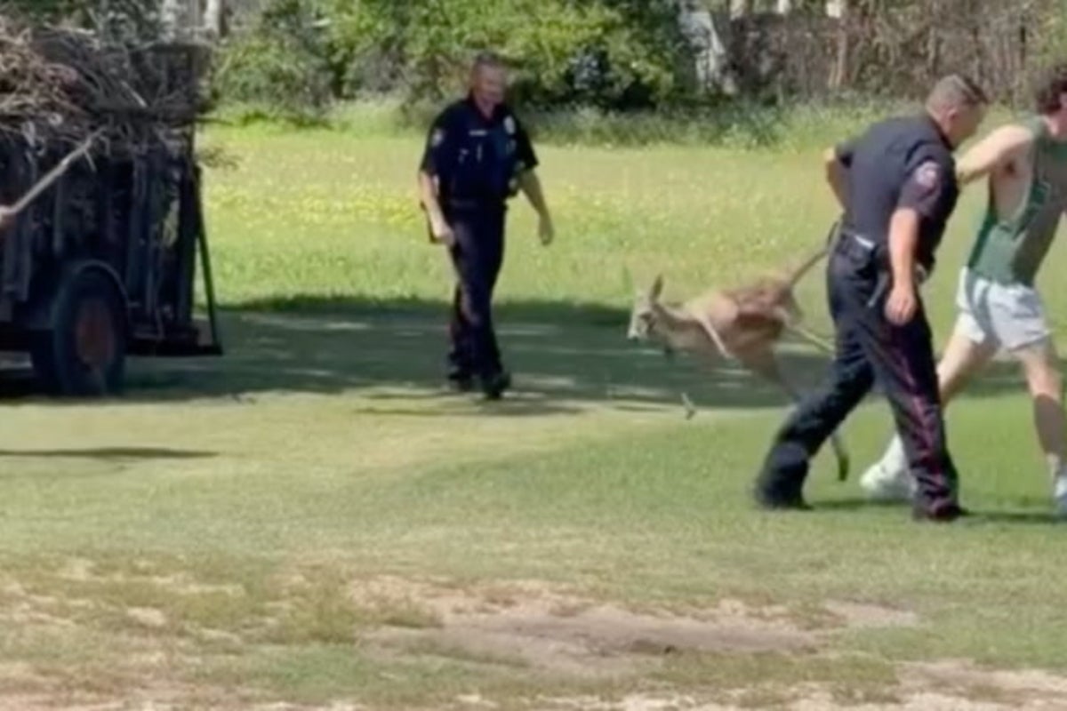 Escaped kangaroo dragged by its tail after being wrangled by cops