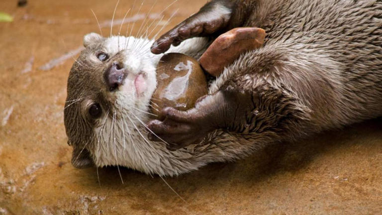 ¿Cuánto cuesta tener una nutria en México? Los miles de pesos que ...