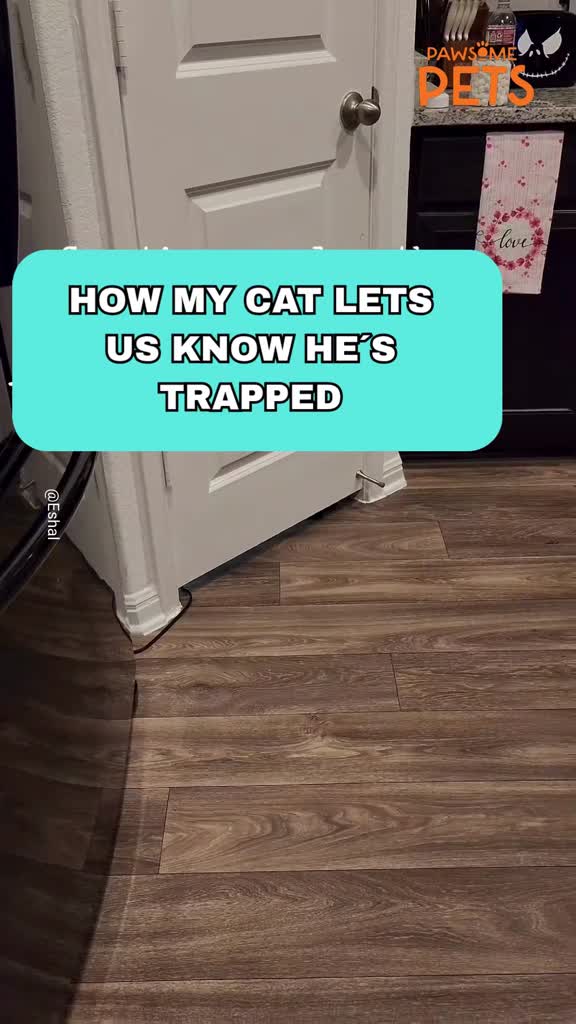 Cat has hilarious way of escaping pantry lock-in