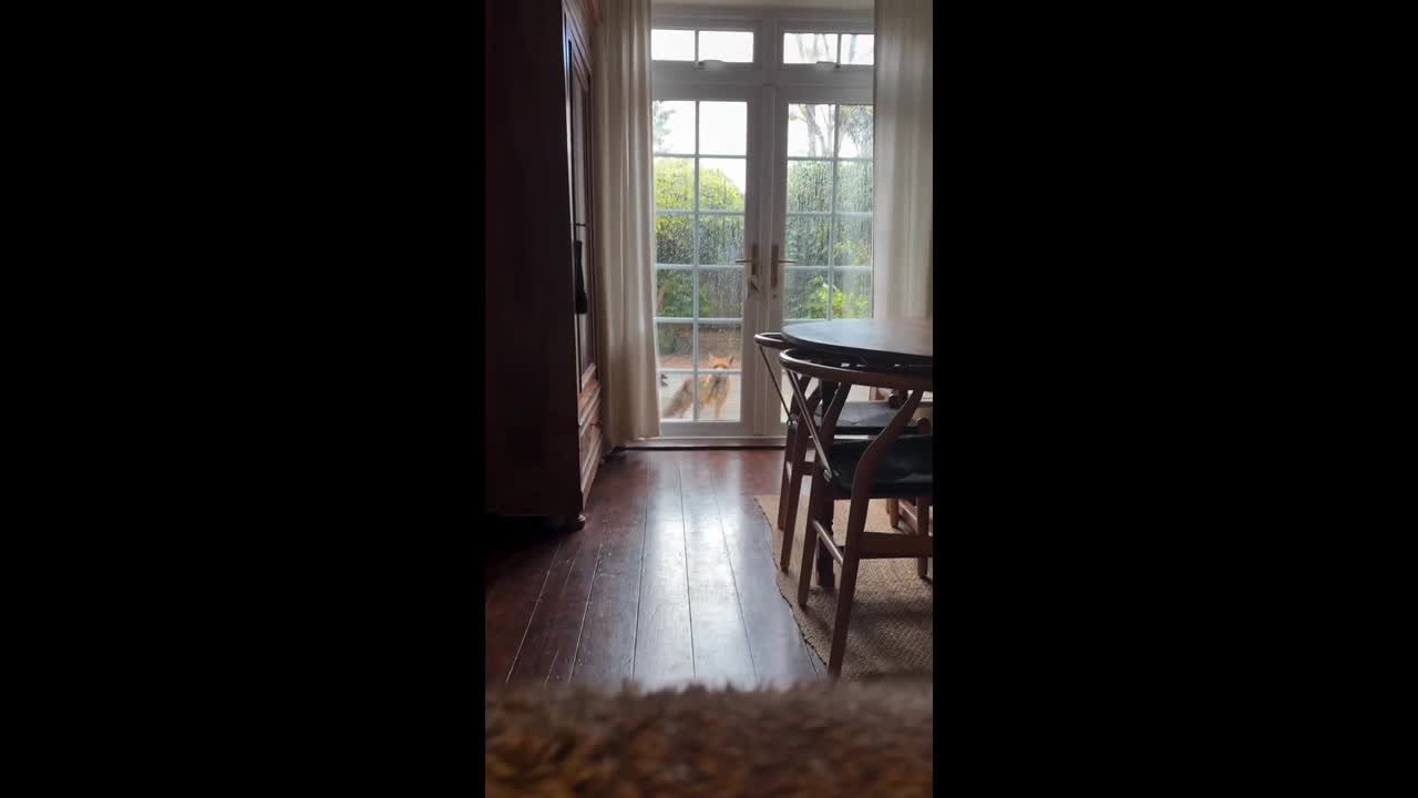 Fox visits back garden and taps glass door during rain in London, UK
