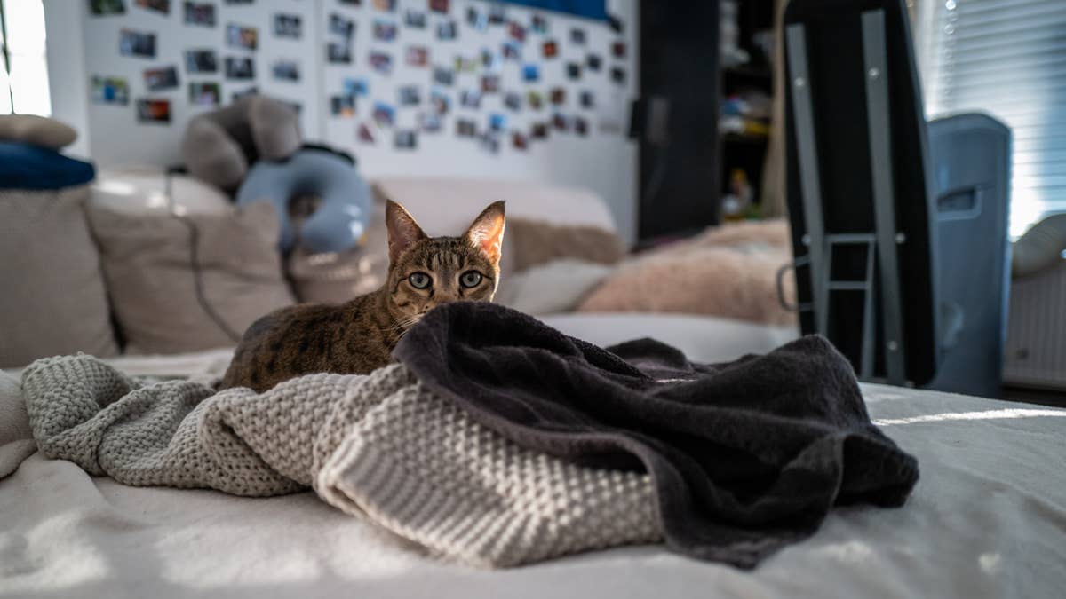 This ultra-rare kitten’s ‘spotted hyena’ coat comes with a $20k price tag