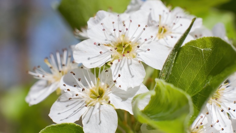 If your garden stinks, these plants might be the reason