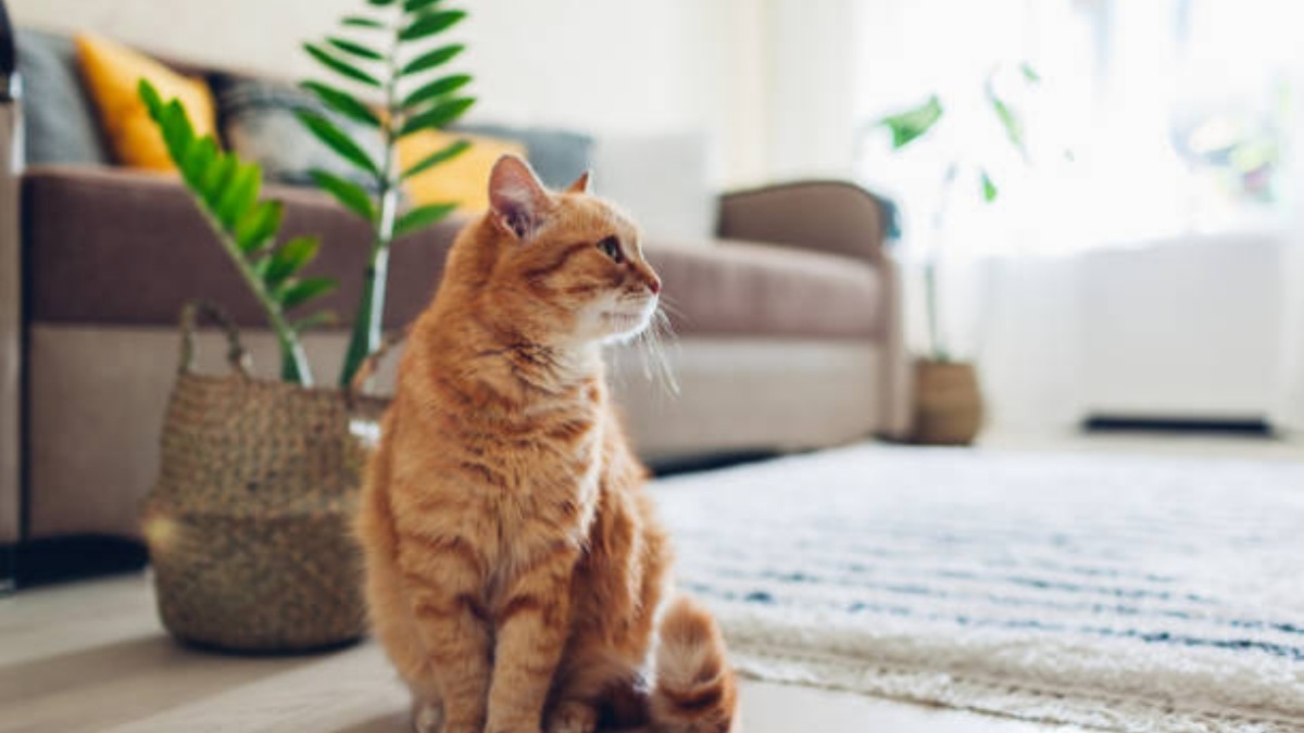 If your cat runs around nonstop, here's what it could mean, according ...