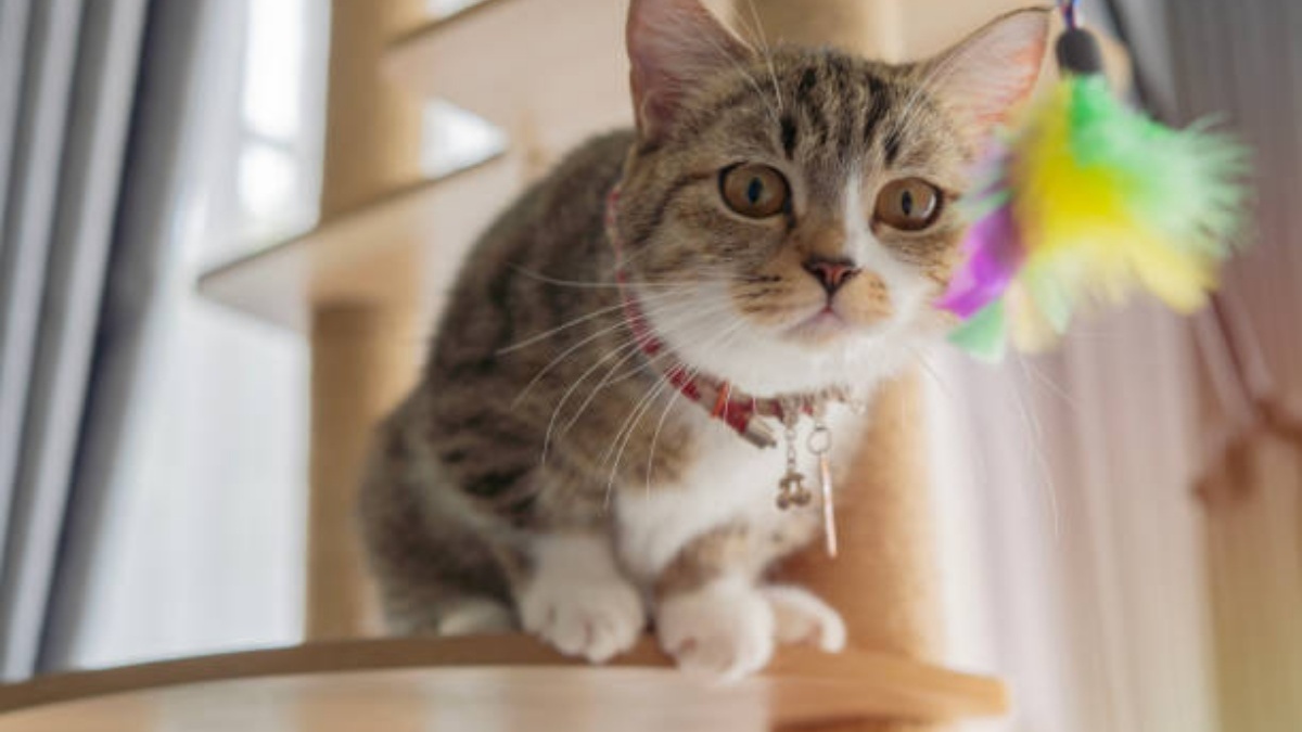 If your cat runs around nonstop, here's what it could mean, according ...