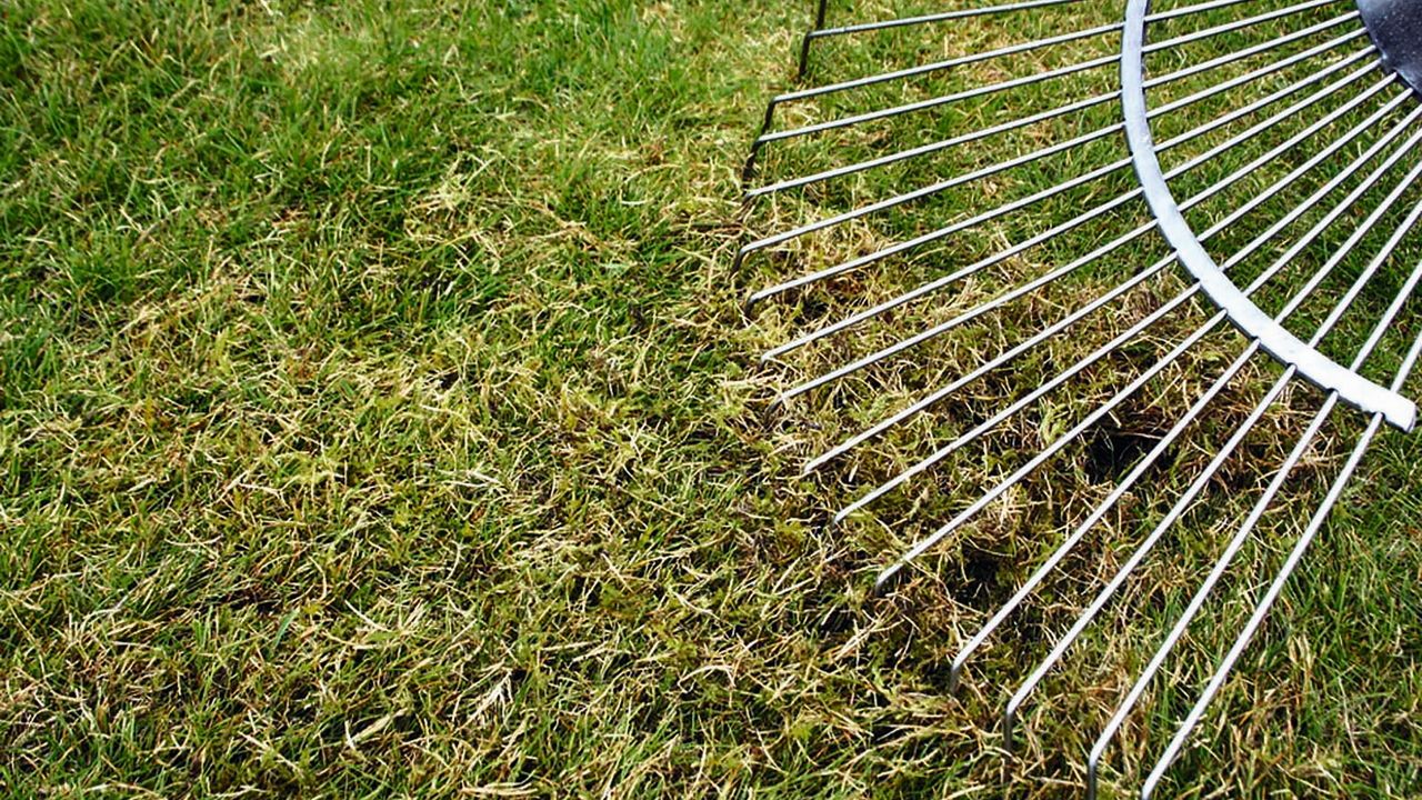 A lawn rake is a multi-purpose, budget-friendly investment to keep your ...