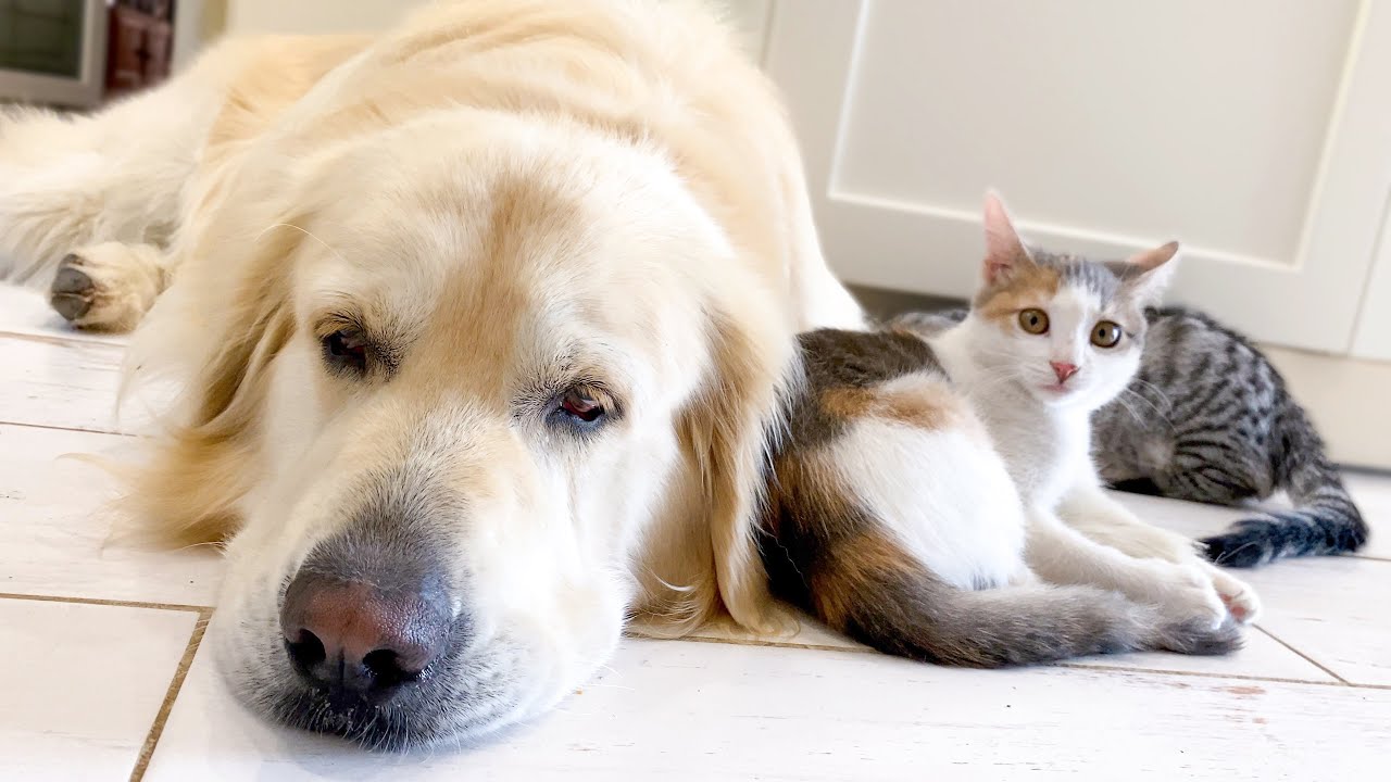 Kittens turn a sleepy golden retriever into a pillow
