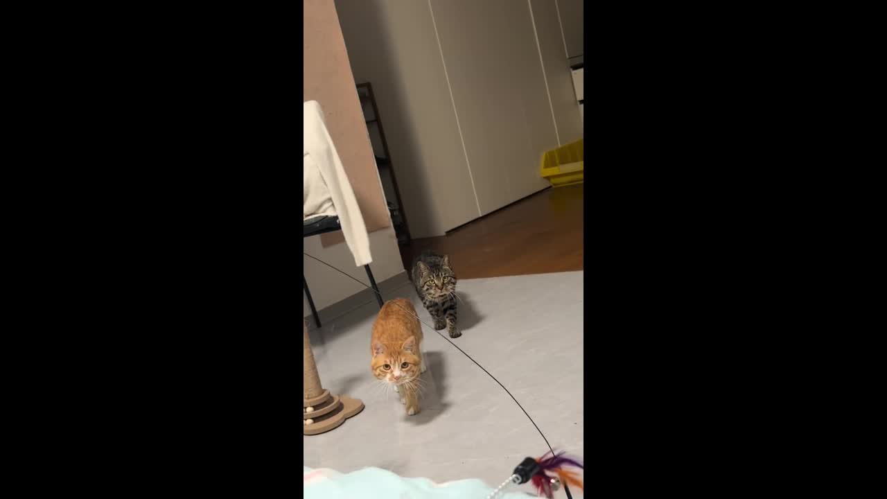 Two playful cats interact with feather toy in Anhui, China