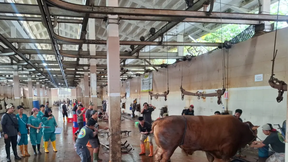 RPH Surabaya sembelih 180 sapi kurban, jasa potong laris saat Idul Adha ...