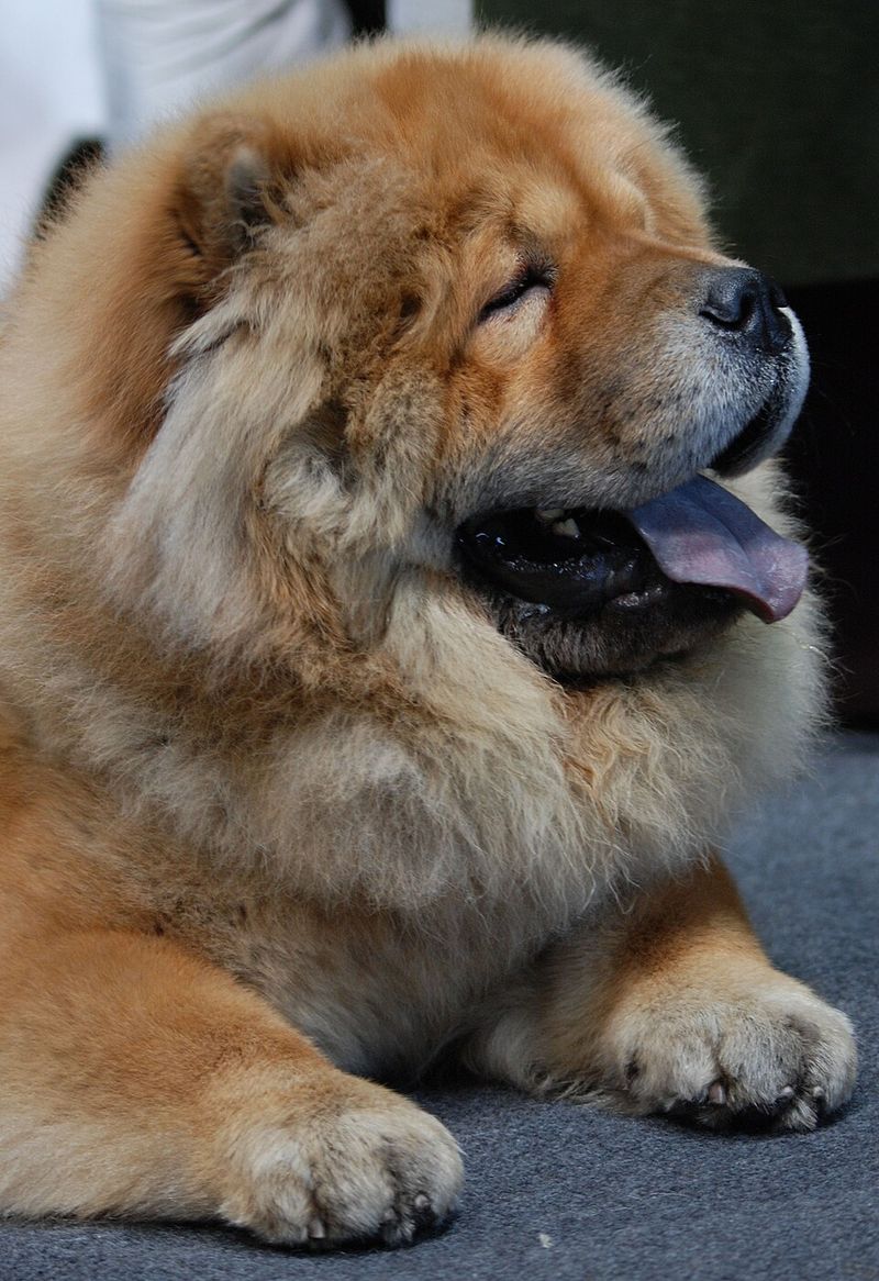 12 strong-minded dog breeds that refuse to be controlled easily