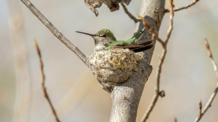 A red feeder in the yard wasn't enough to bring hummingbirds back until ...