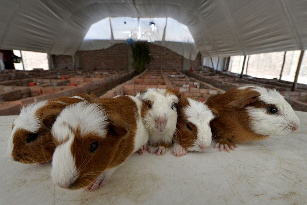 Guinea pig is a delicacy in Peru. Where you can try it in Arizona