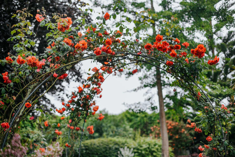 How to grow climbing roses that look straight out of a storybook