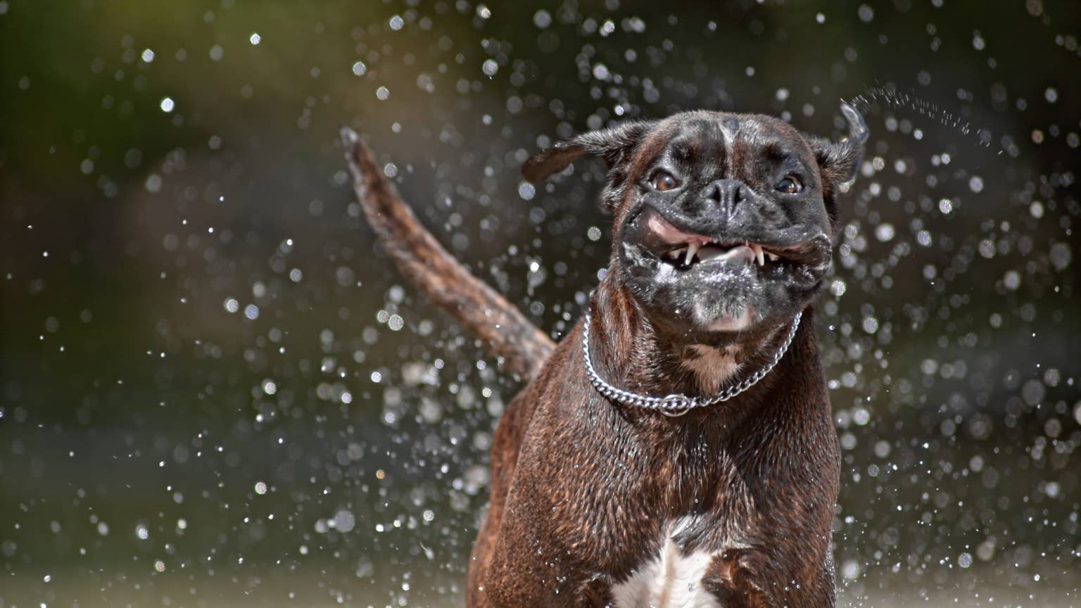 Boxer discovers new water fountain toy and his experience is pure joy