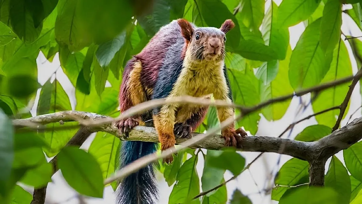 Rare giant Malabar squirrel spotted in Chhattisgarh's Barnawapara sanctuary