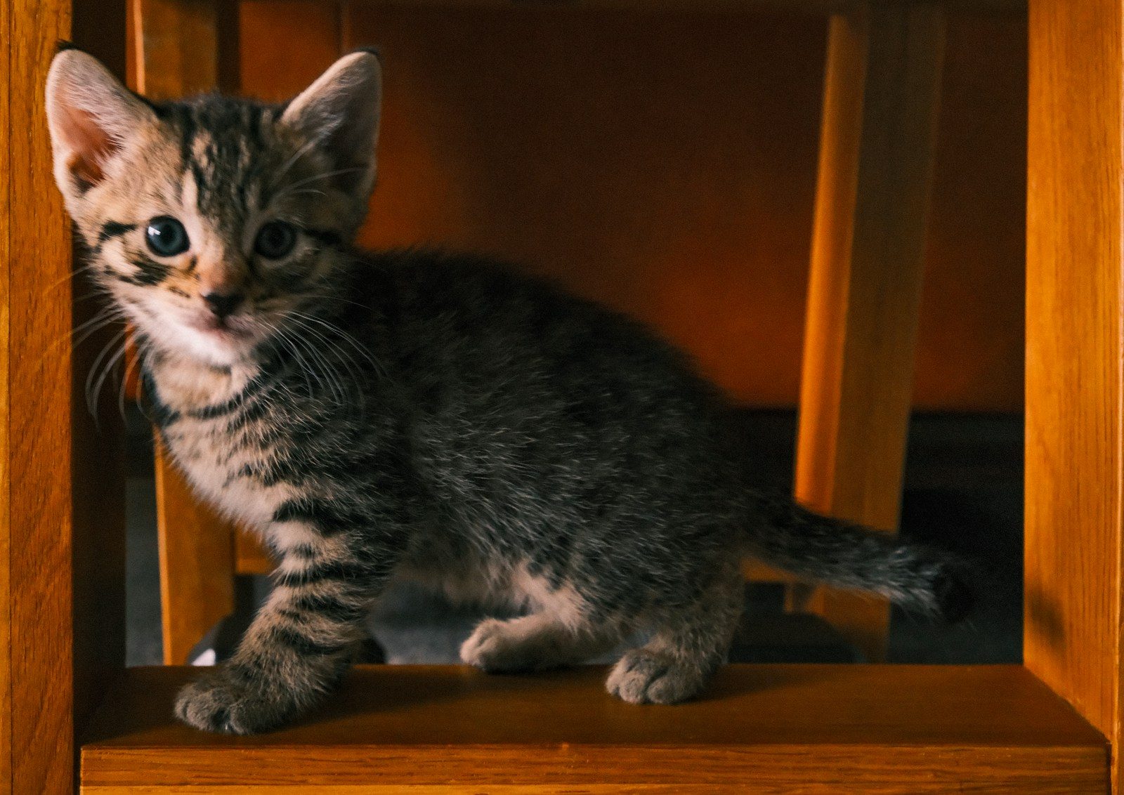 What happens when a stray kitten finally feels safe?