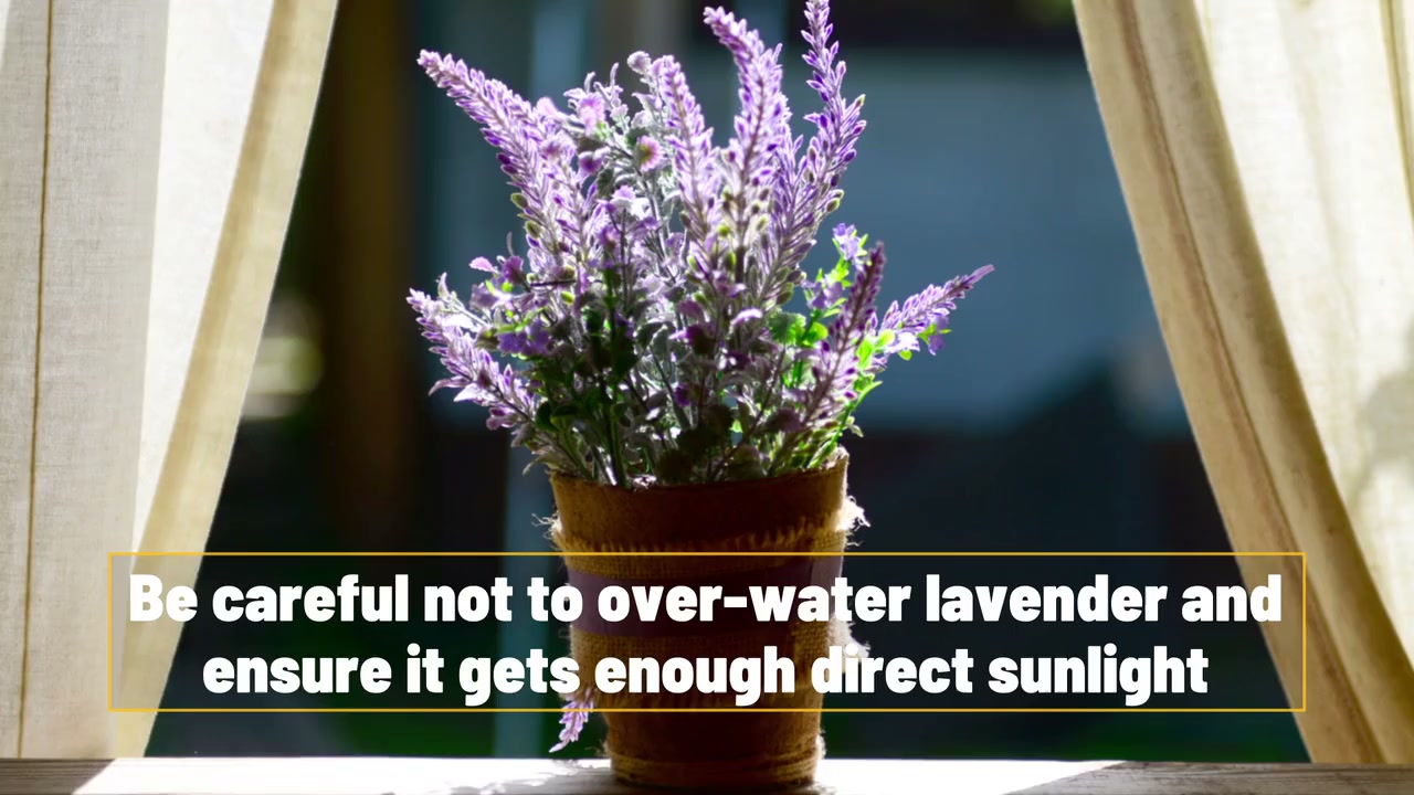 Five easy-to-grow indoor flowering plants