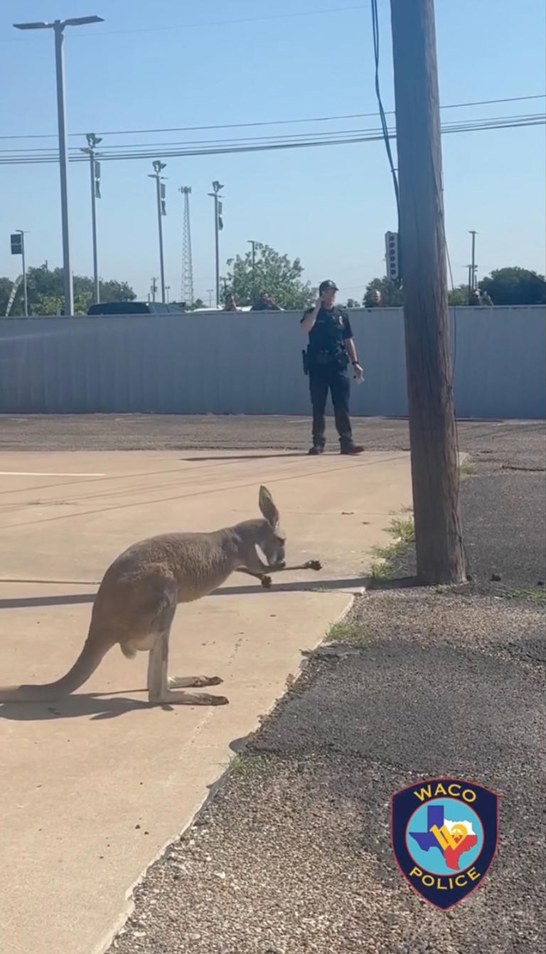 Funny video shows escape artist kangaroo named Bingus give Texas cops a ...