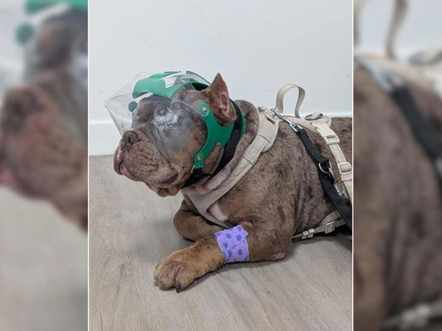 „Beide Augen wurden entfernt“: Tierheim sucht Zuhause für blinden Hund