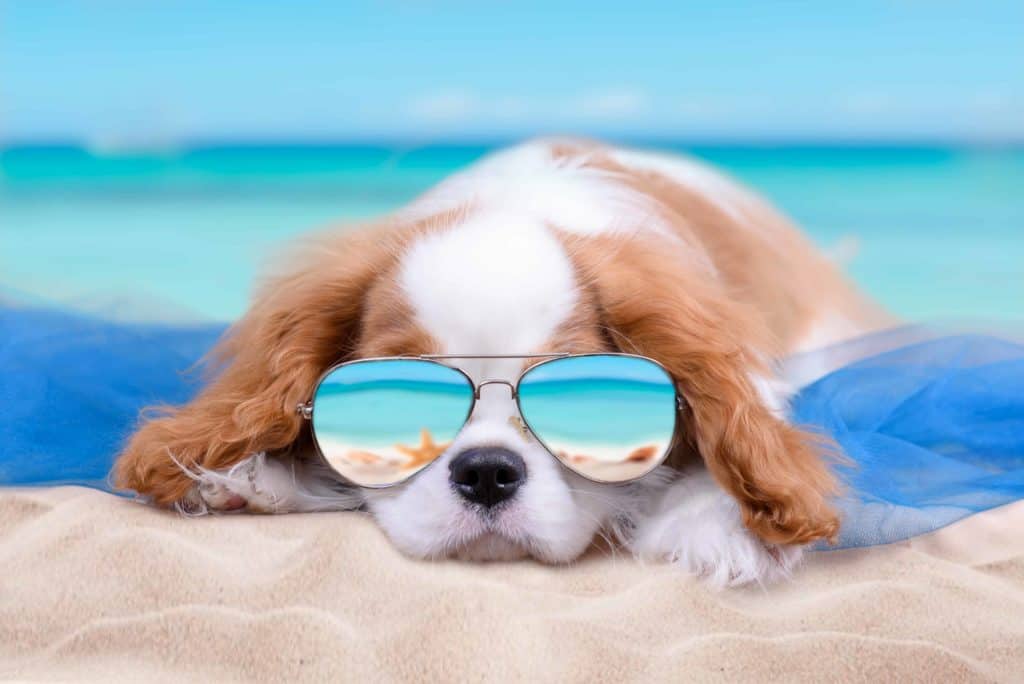 3 essential summer dog grooming tips that keep your pet cool and happy
