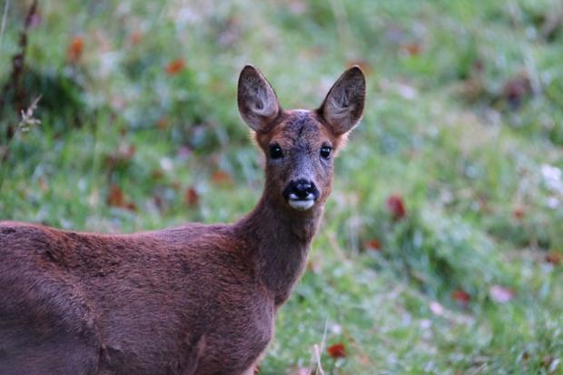 Deer injured on A66 after being hit by vehicle