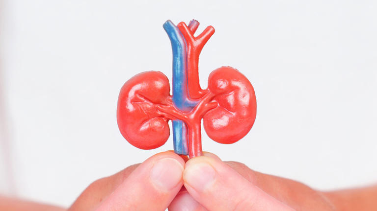 Scientists created a lab-grown kidney assembloid that produced urine ...