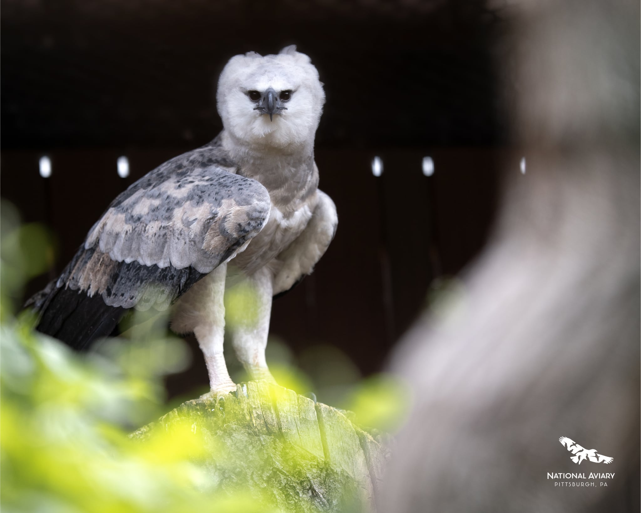 Rare eagle taking flight at National Aviary