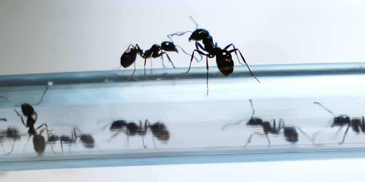 Experts explain why ants keep invading your home—and how to get rid of ...