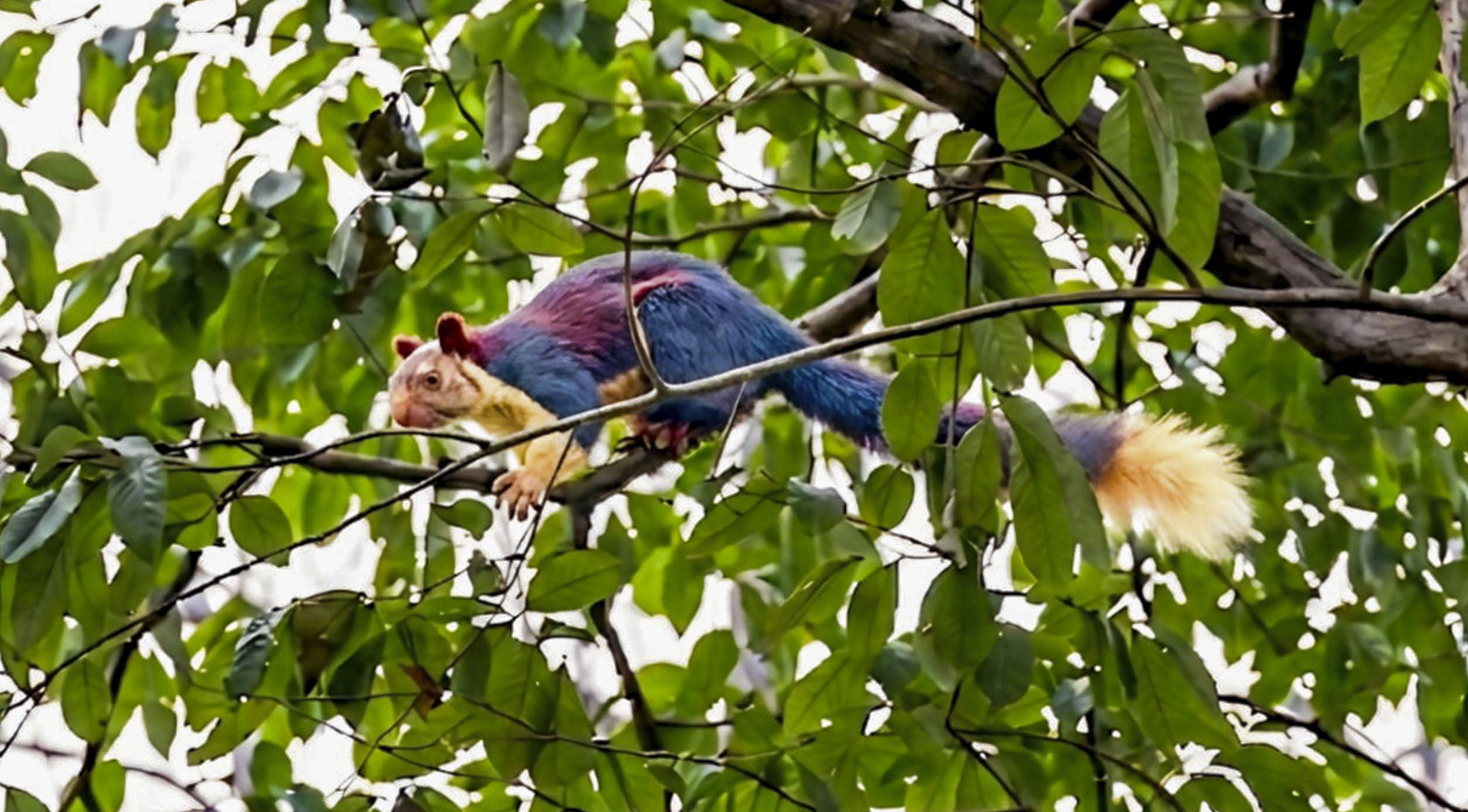 Rare Indian giant squirrel spotted in Chhattisgarh's Balodabazar